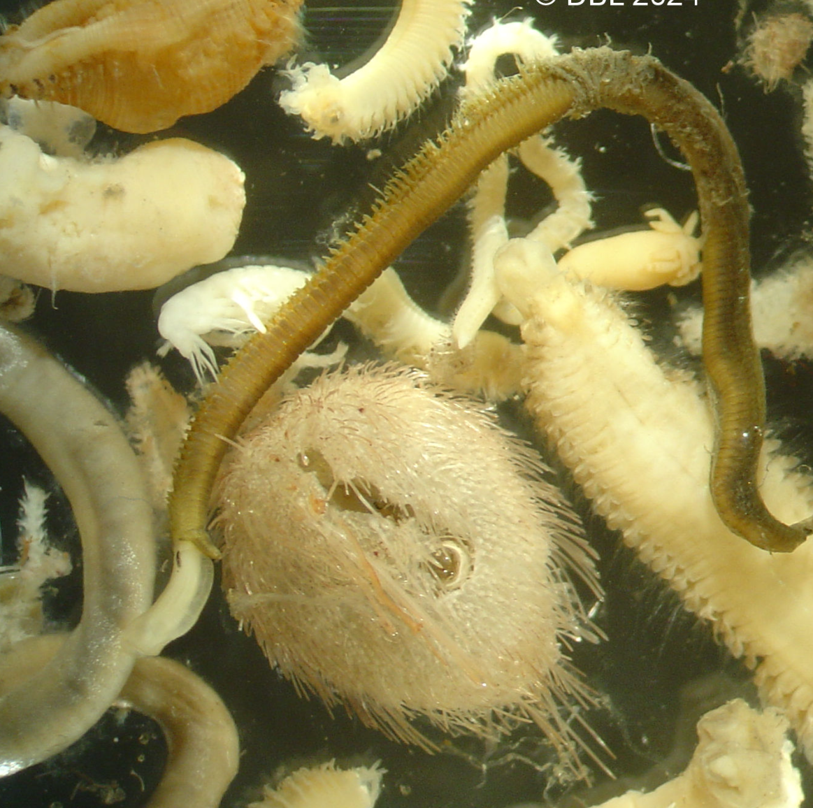 North Sea Environment