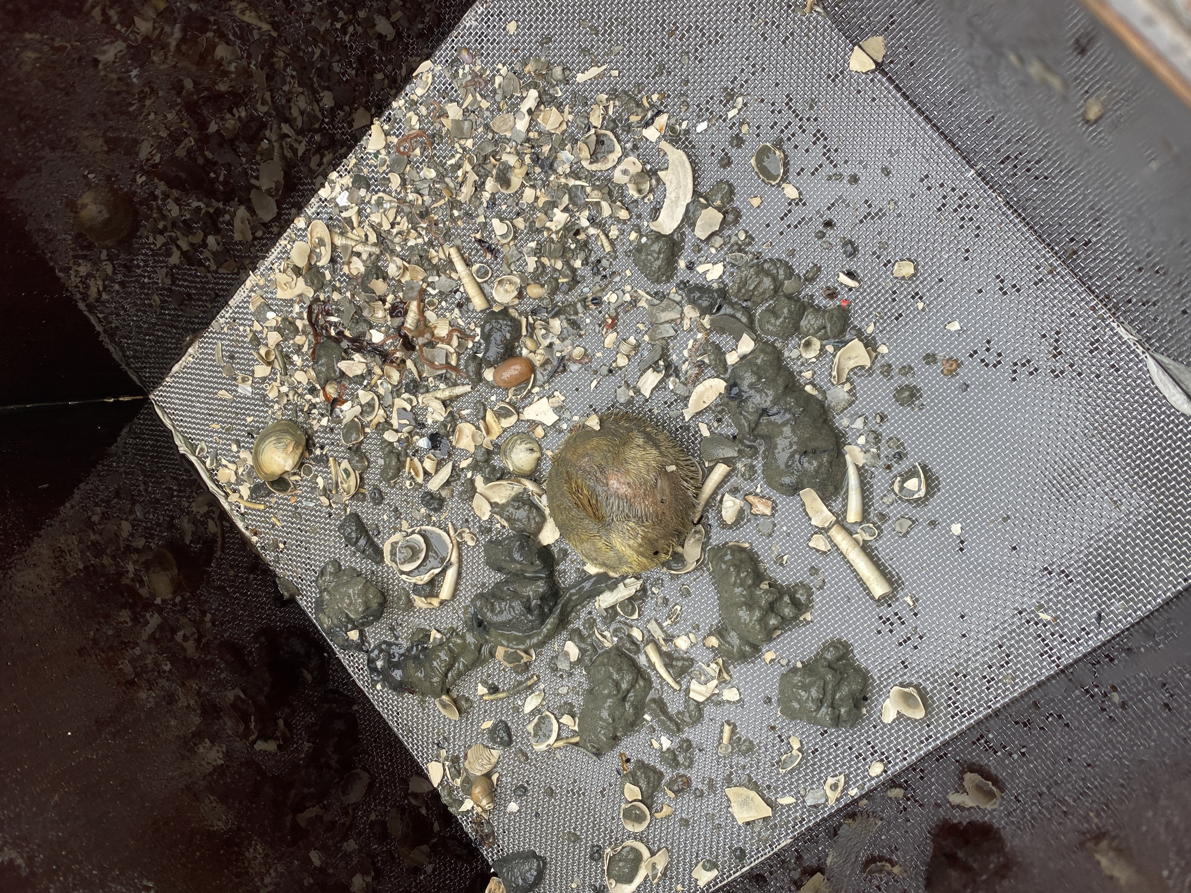 North Sea Environment